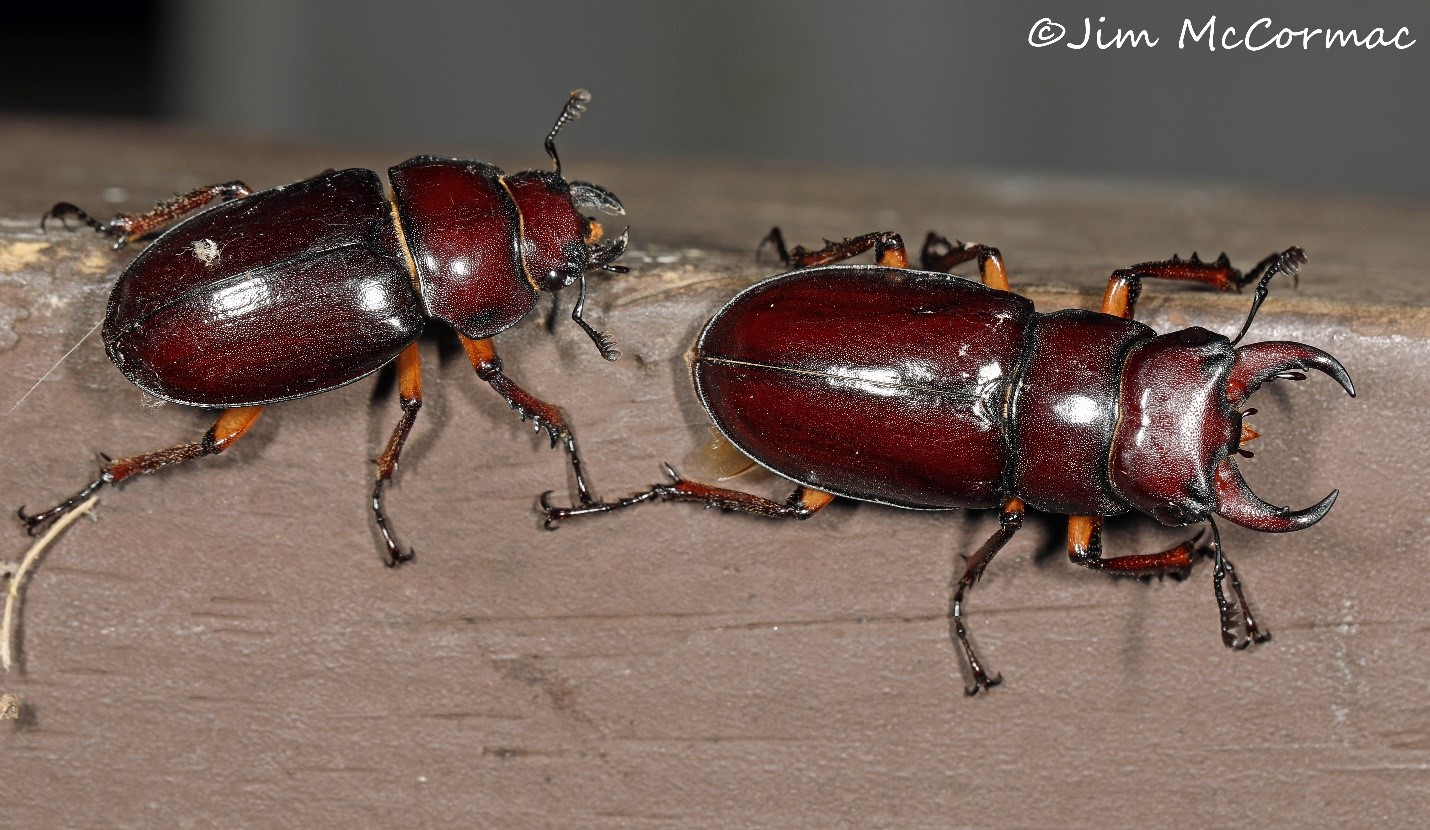 Ohio Birds and Biodiversity: Boom in fearsome stag beetles a boon for ...