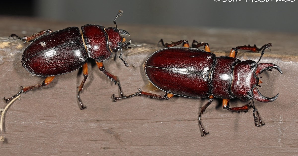 Ohio Birds and Biodiversity: Boom in fearsome stag beetles a boon for ...