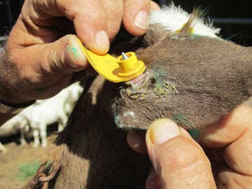 Egypt Creek Diary: Infected ear tag