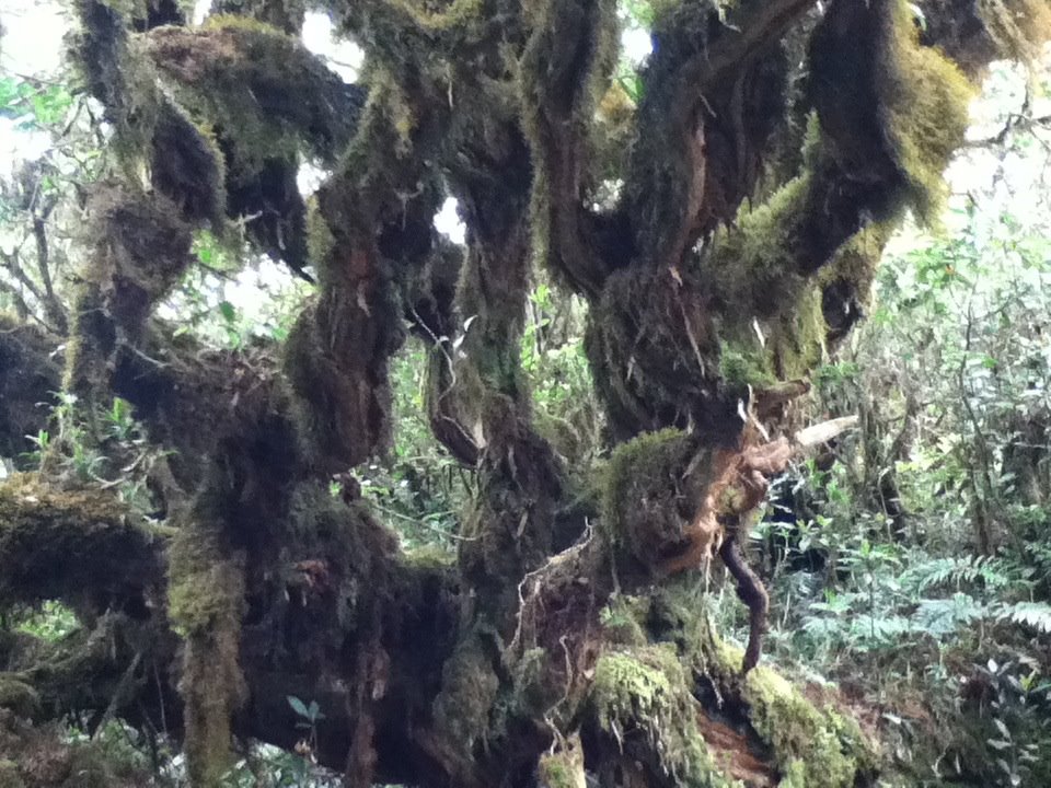 A day in the Hike: Napulauan Traverse : Hungduan to Hapao