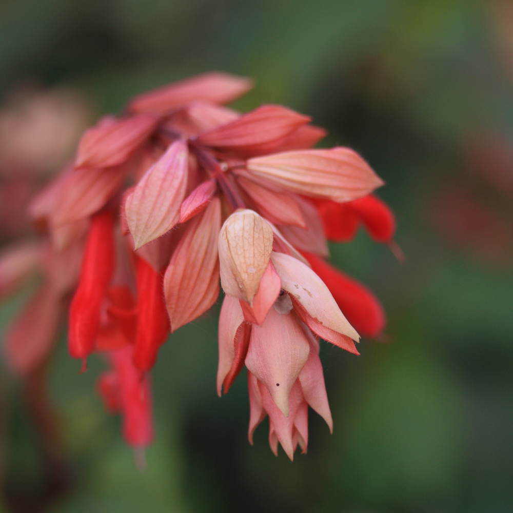 Preston Bissett Nurseries and Country Shop: Salvias Are Perfect For ...