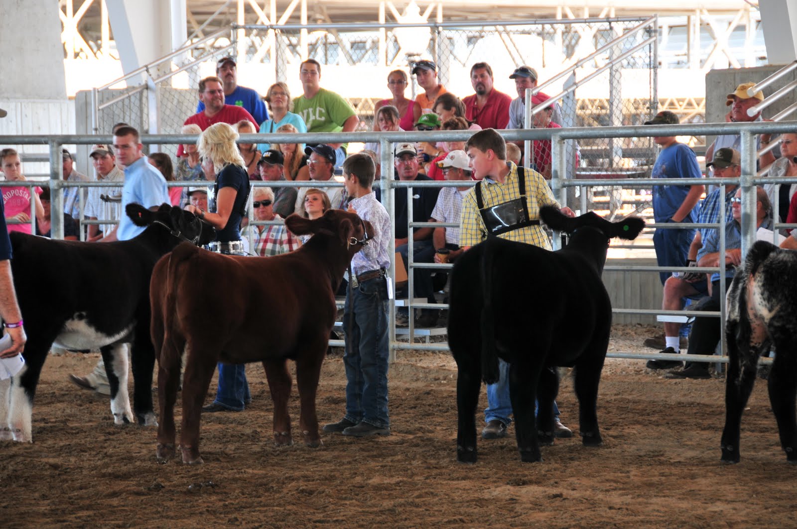 Trausch Farms: Res Champ Feeder Heifer ~ 2011 Iowa State Fair