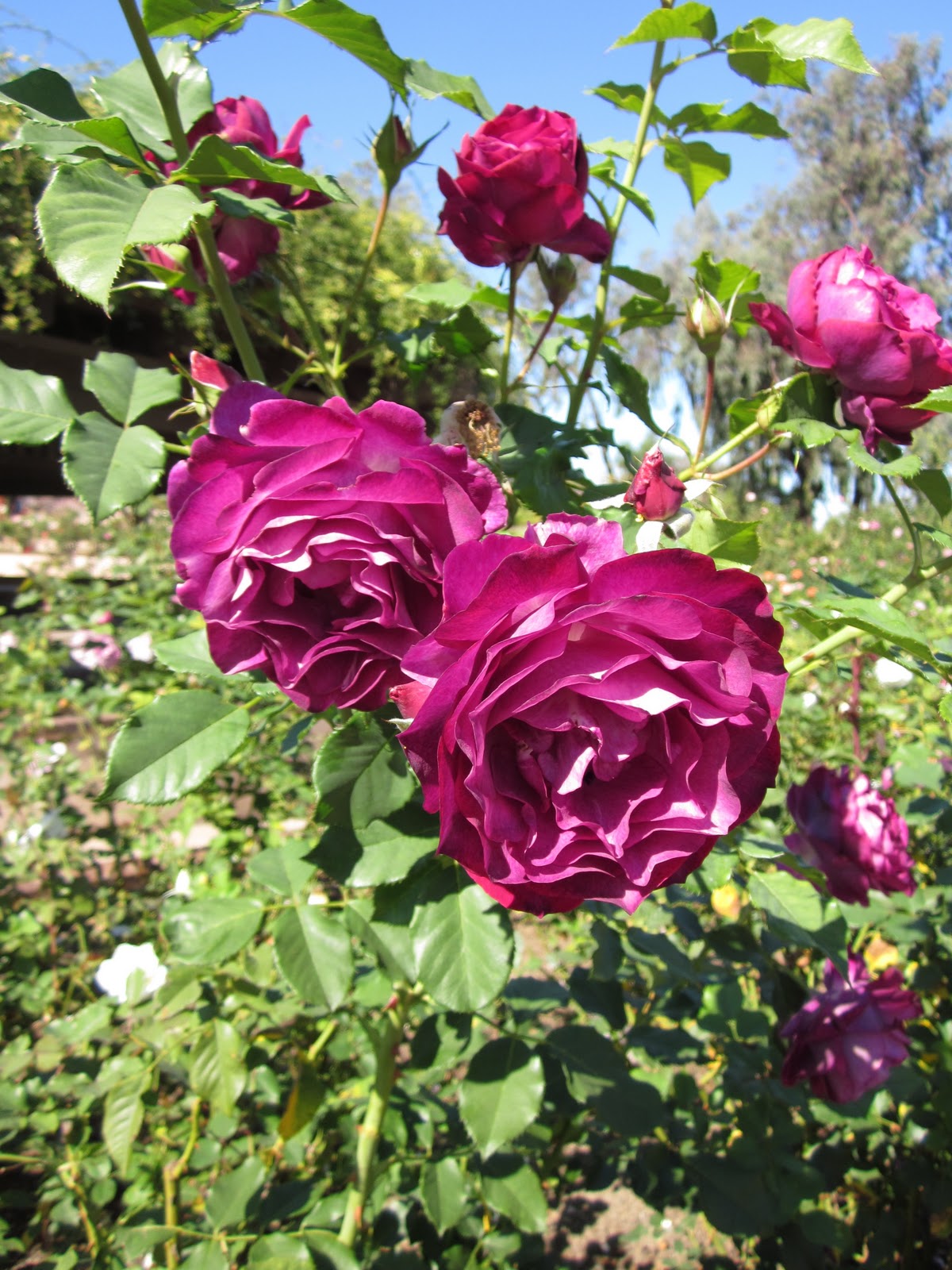 Dancing in the Crossroads: California Roses: Photo Post