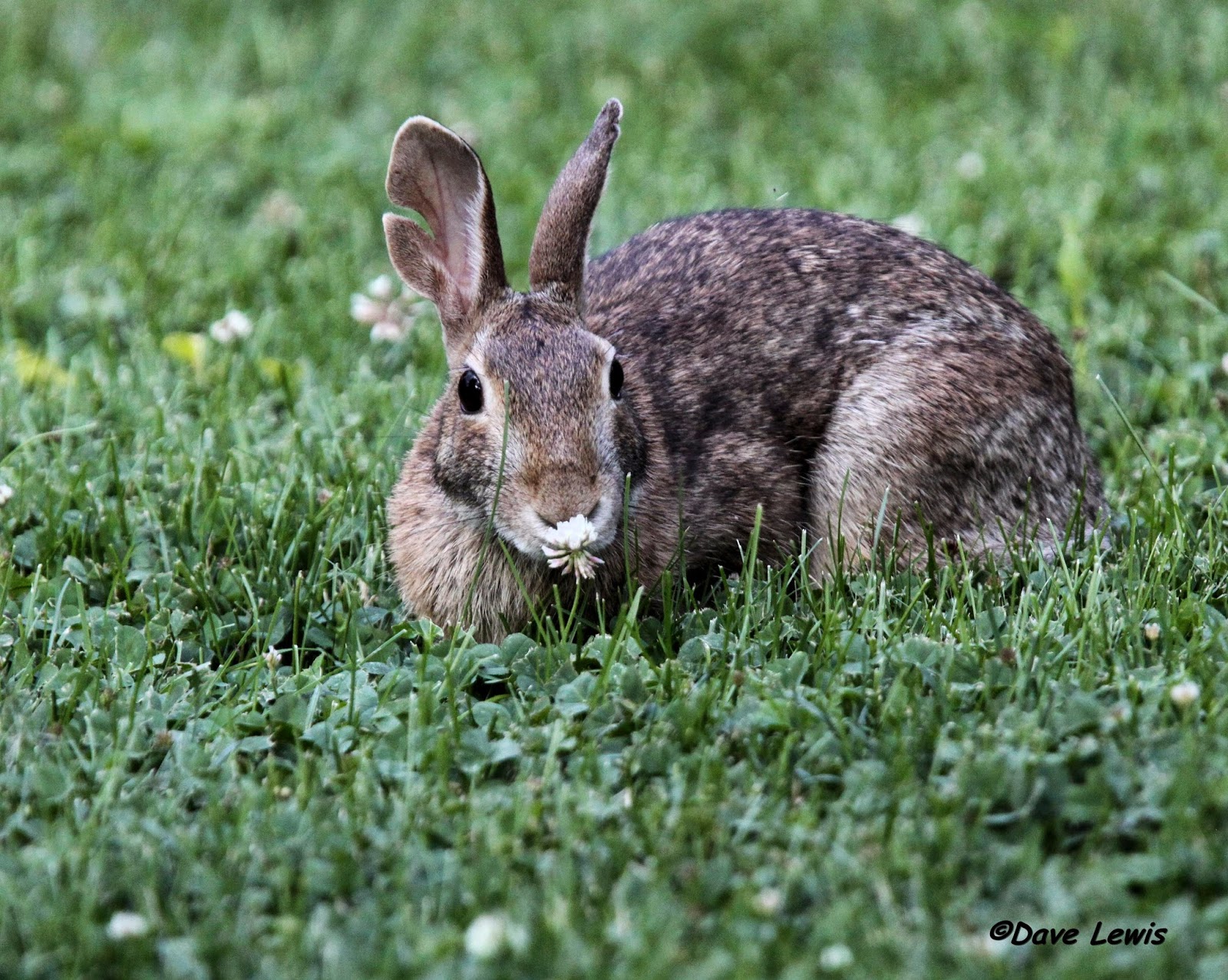 Birds from Behind : 13 July 2014