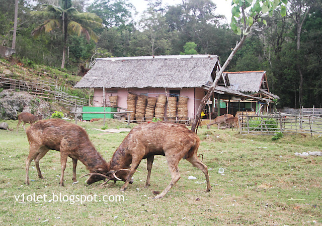 v1olet - my favorite things: Travel : Kijang dan Rusa Pangandaran