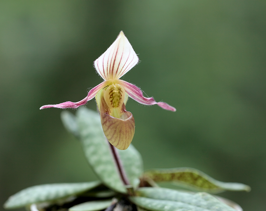 蘭花的故事: Paphiopedilum canhii 耿氏拖鞋蘭