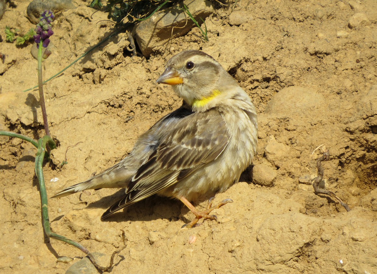 BIRDINGLEON: Gorriones chillones