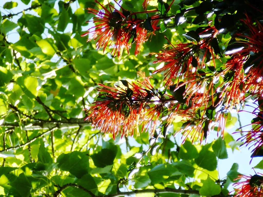 Fernando Ruz: Plantas nativas de Chile: Quintral (Tristerix tetrandus)