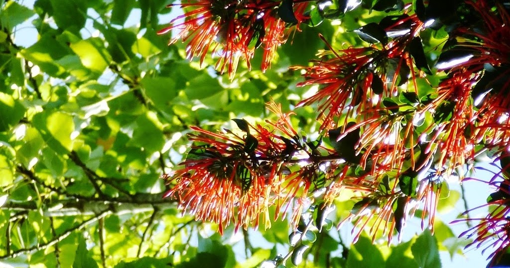 Fernando Ruz: Plantas nativas de Chile: Quintral (Tristerix tetrandus)