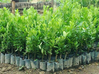 6 Panduan Praktis Cara Menanam Lemon di Halaman Rumah - Cara Menanam