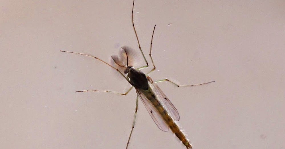 Carnet Nature: Moustique