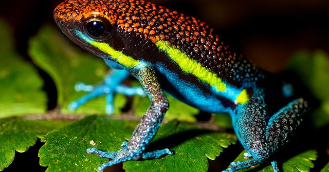 Phylum Chordata: Class Amphibia