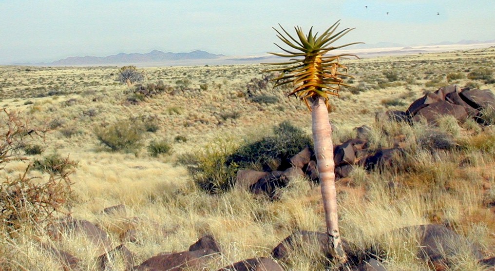 my aloe garden: Tree aloes
