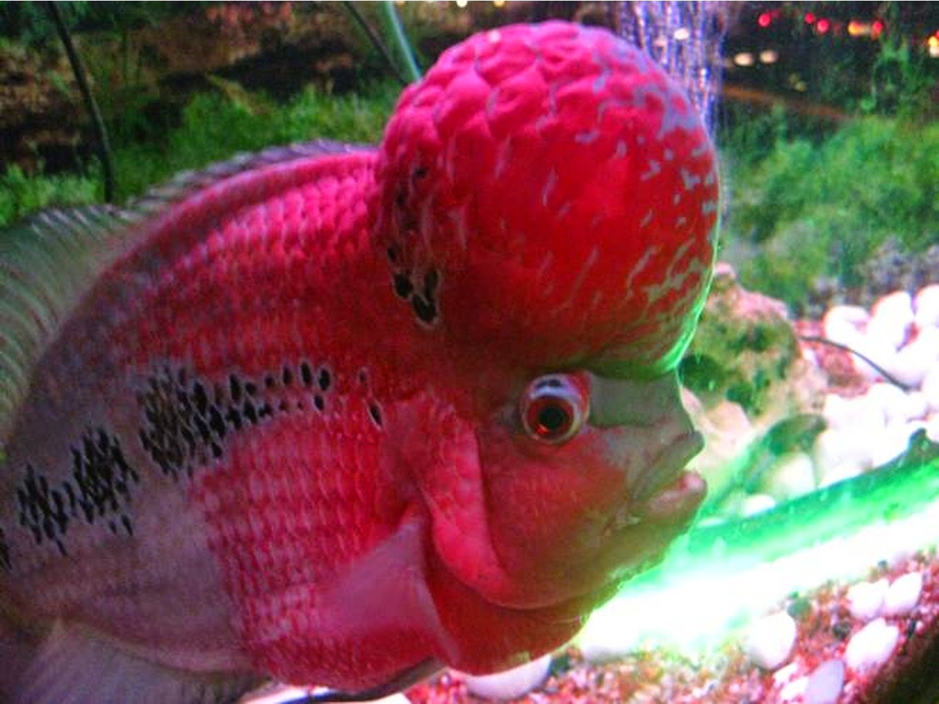 FLOWERHORN FISH photos - wallpapers (ανανεωμένο) | the fun bank