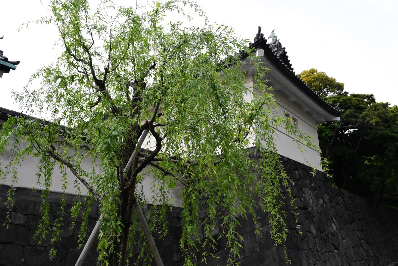 Garden trees in Japan: Weeping willow (Shidare-yanagi)