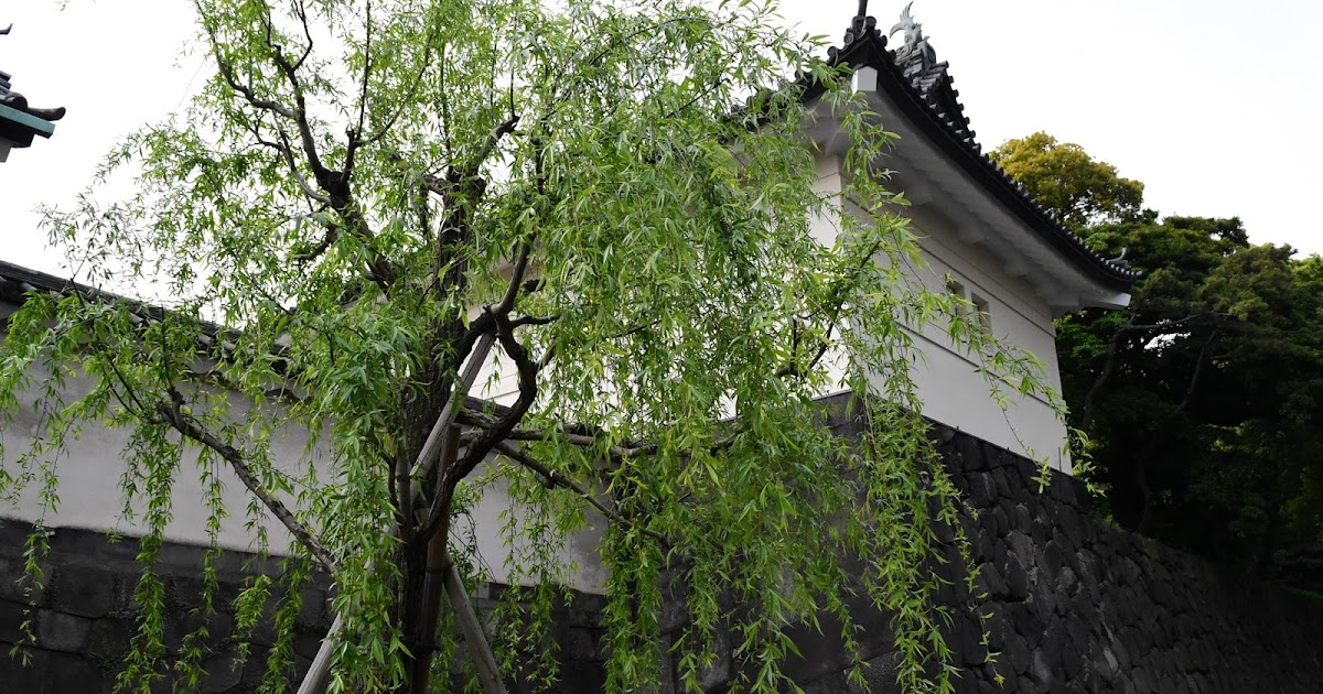 Garden trees in Japan: Weeping willow (Shidare-yanagi)