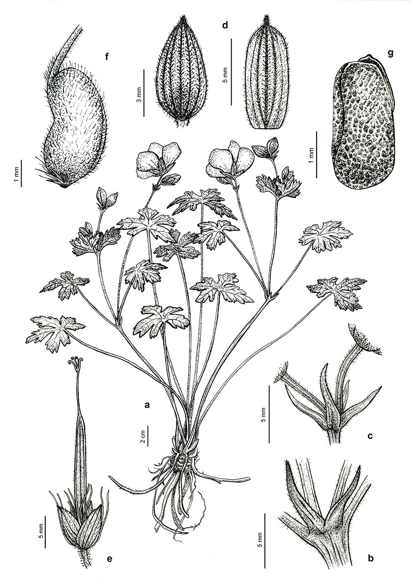 Lorena Varea Montoro - Geranium saxatile #ilustrabotabica