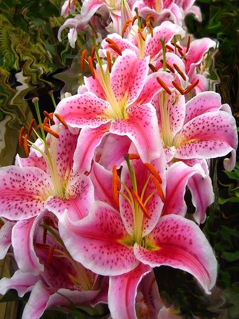 Pretty Lilies ~ Stunning nature