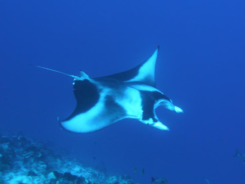 Scuba Steve's Ultimate Dives: Shooting the Tiputa Pass- Scuba Diving in ...