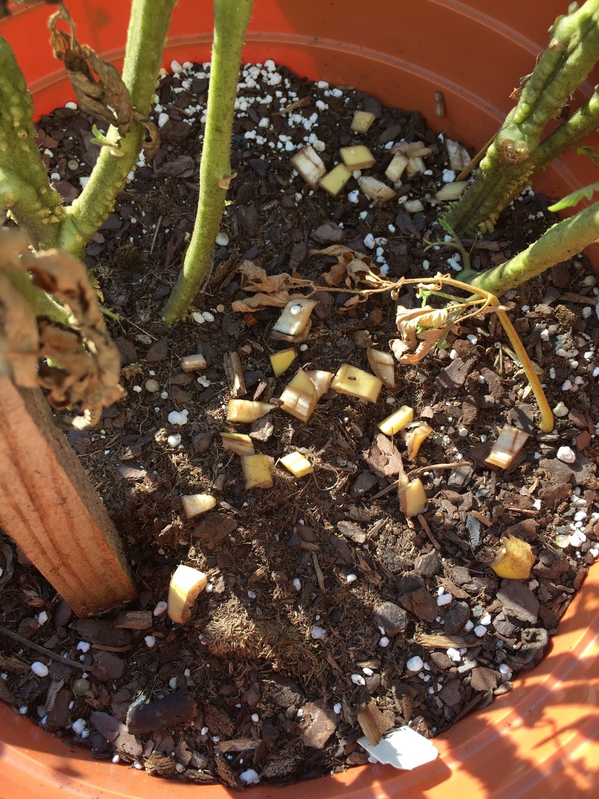 Bonz Blogz: Banana Peels to get rid of pesky aphids Bonz Blogz: Banana Peels to get rid of pesky aphids