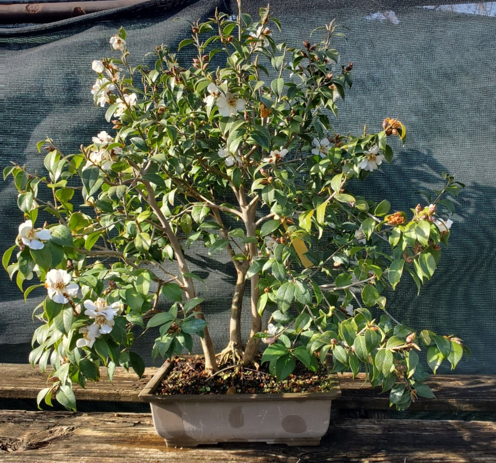 Bonsai Beginnings: The Miniature Rose as a Bonsai