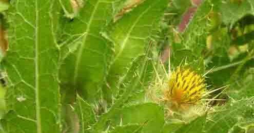 NeylinSalud: Propiedades y Beneficios Del Cardo Santo