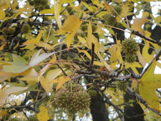 The Whimsical Feather: Sweet Gum Trees: Can't Beat them? Embrace them!