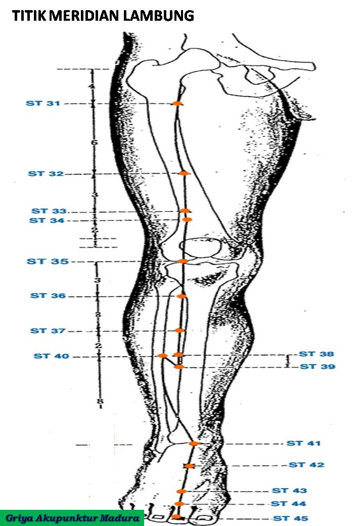 GRIYA AKUPUNKTUR MADURA: TITIK MERIDIAN LAMBUNG