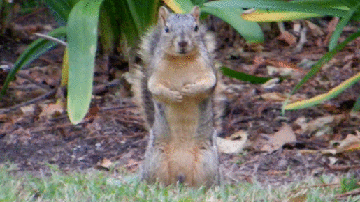 The 99 Cent Chef: June 2013