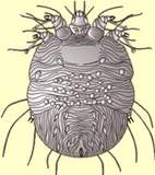 Referat Skabies : Penatalaksanaan dan Terapi - KLIK INSTAL