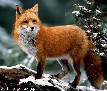 Drapiezniki: Lis rudy