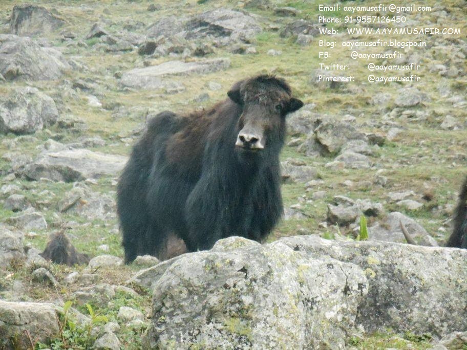 The Himalyan Trek DRONAGIRI PARVAT ~ Aaya Musafir