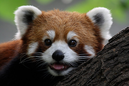 Kaylin's Kit: A Birthday Pledge