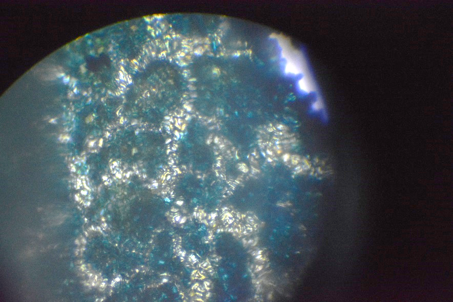 histologia vegetal: HUITO