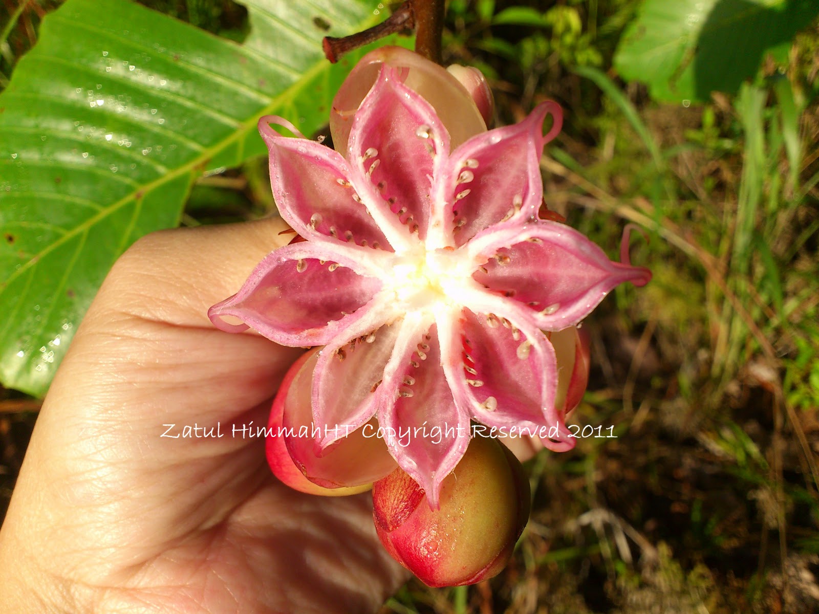 Educational Technology: The Simpur Story