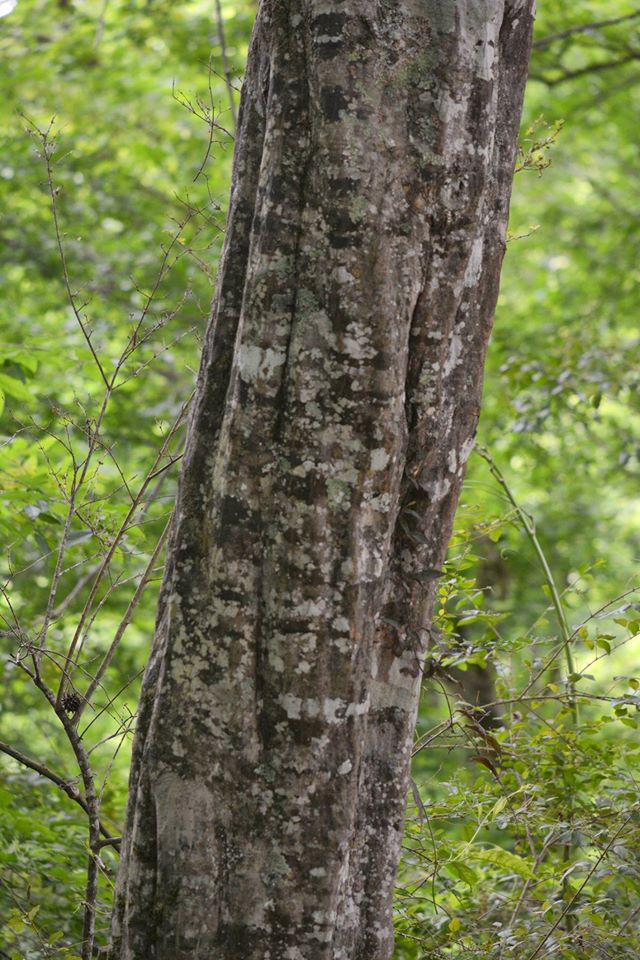 Nature Ramblers: Ramble Report April 28 2016