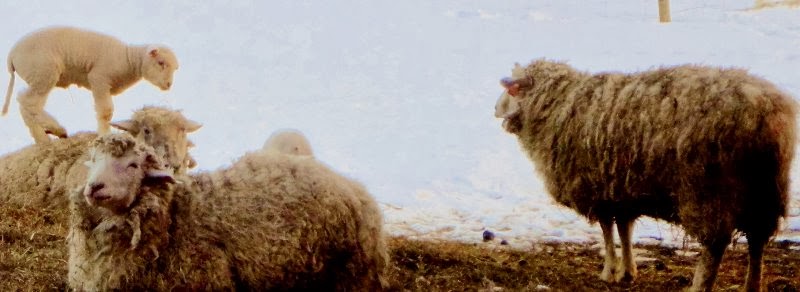 Enchanted Blue Planet: lambie love