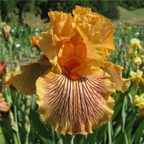 World of Irises: Swing Into Spring With Iris Garden Visits