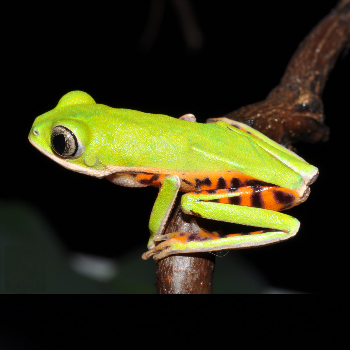 Species New to Science: [Herpetology • 2017] Pithecopus araguaius ...