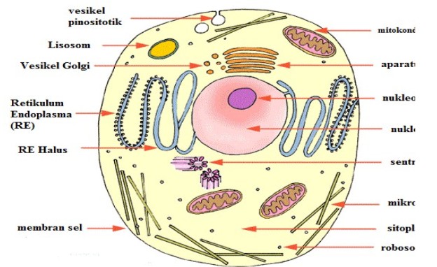 Gagasan dan Pemikiran Dr. H.M. Nasim Fauzi: Menyingkap Tabir Ayat ...