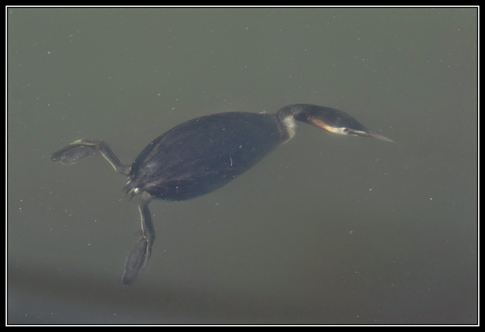 Carl Bovis Nature Photography: Underwater Great Crested Grebe and the ...