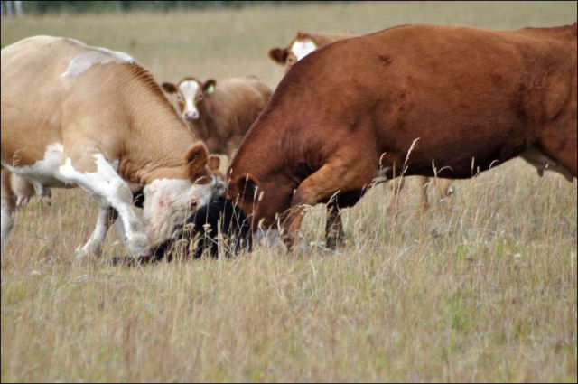 Funny Cool Pictures: Brave Black Bear Takes On Cow Herd