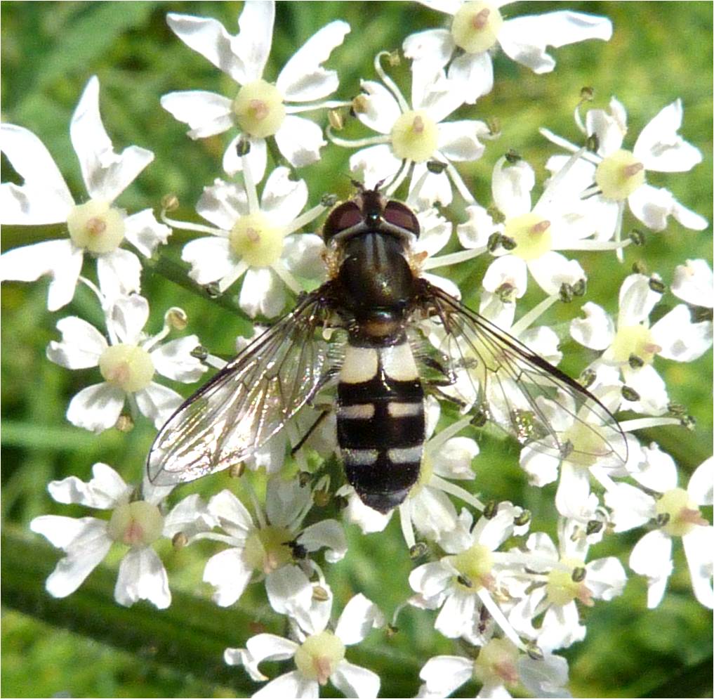 Insects of Scotland: Hoverflies