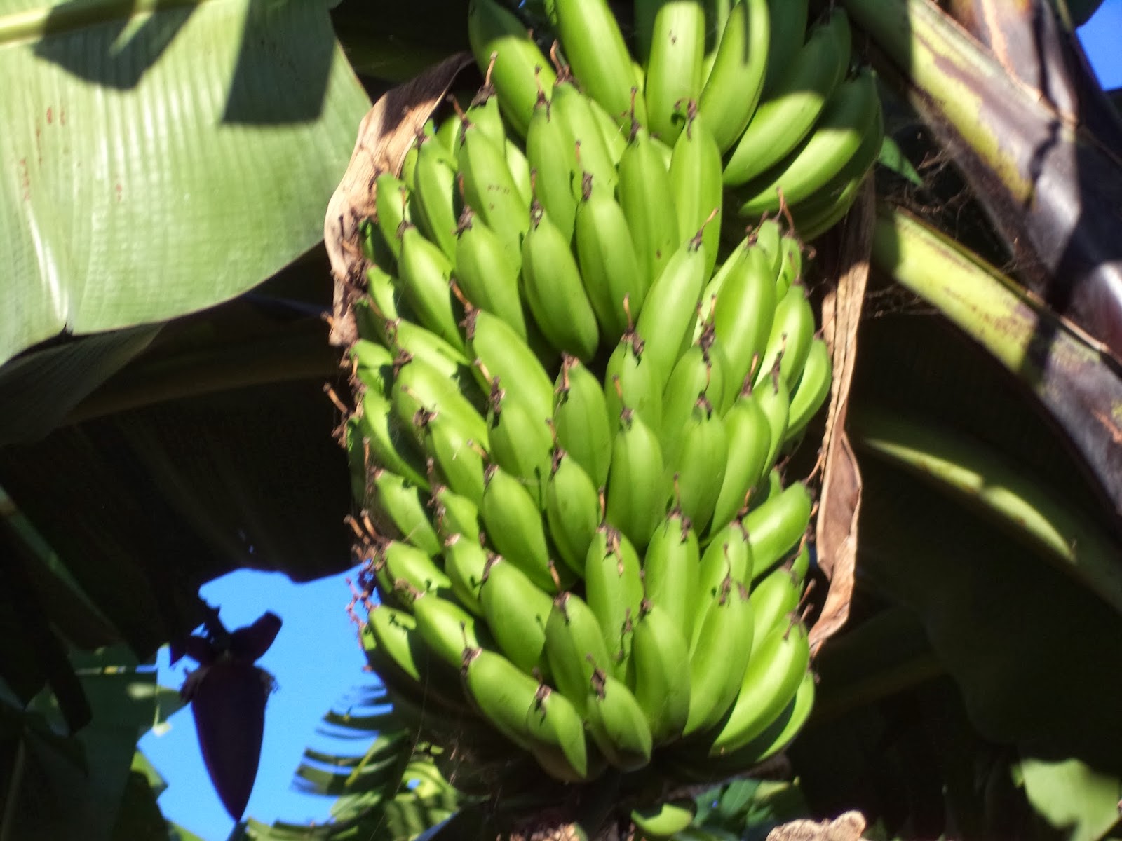 Our Uganda Mission: Week 42