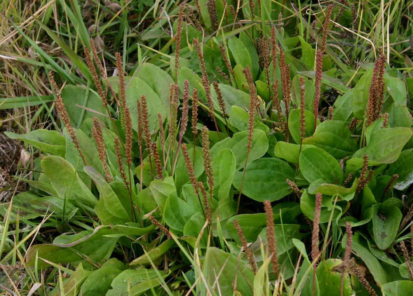 Healing Homeopathy: Plantago Major