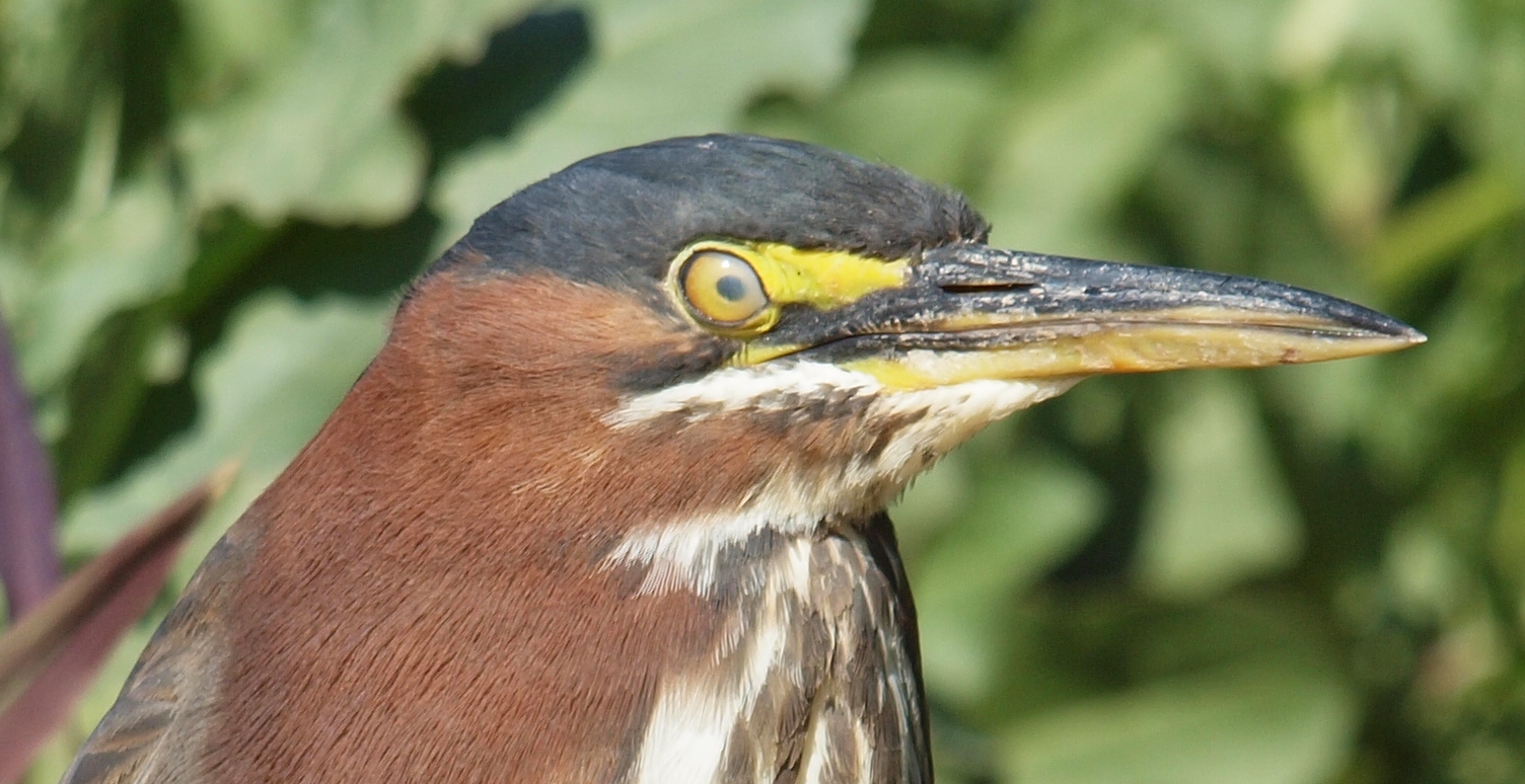 Birding Is Fun!: The Green Heron Experience