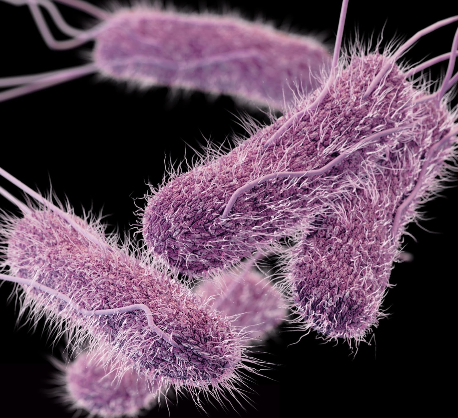 Food Borne Disease: General characteristics of salmonella species