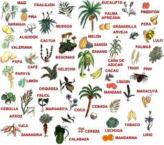 Ecología: Bloque II: Selva