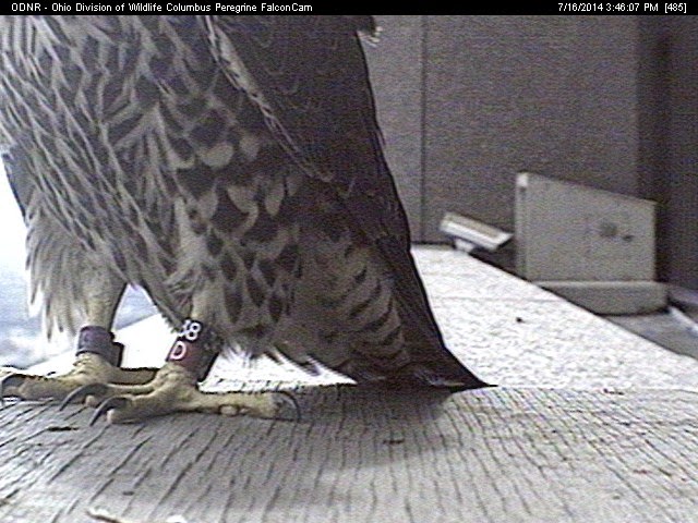Columbus Peregrine Falcon Update: Confirmation on Dart!