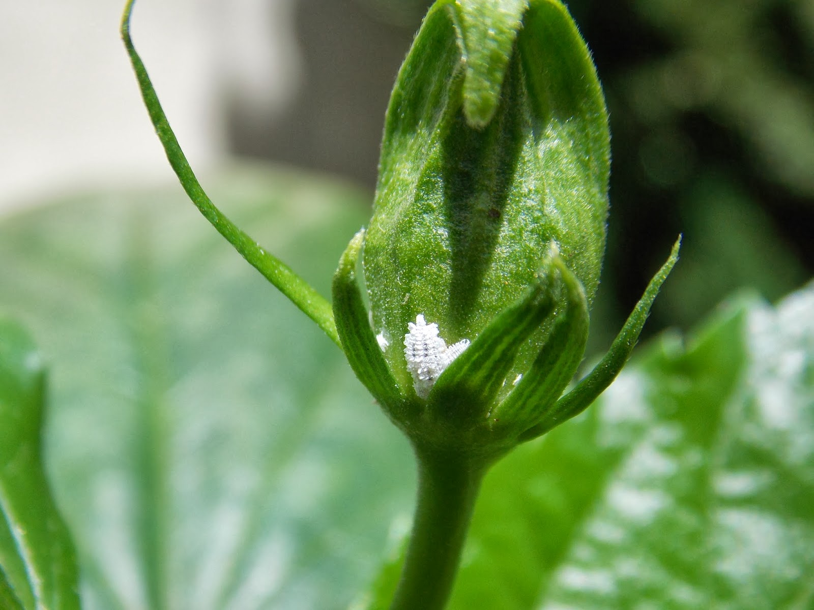 AgroBonômica: COCHONILHAS - sugestões de controle